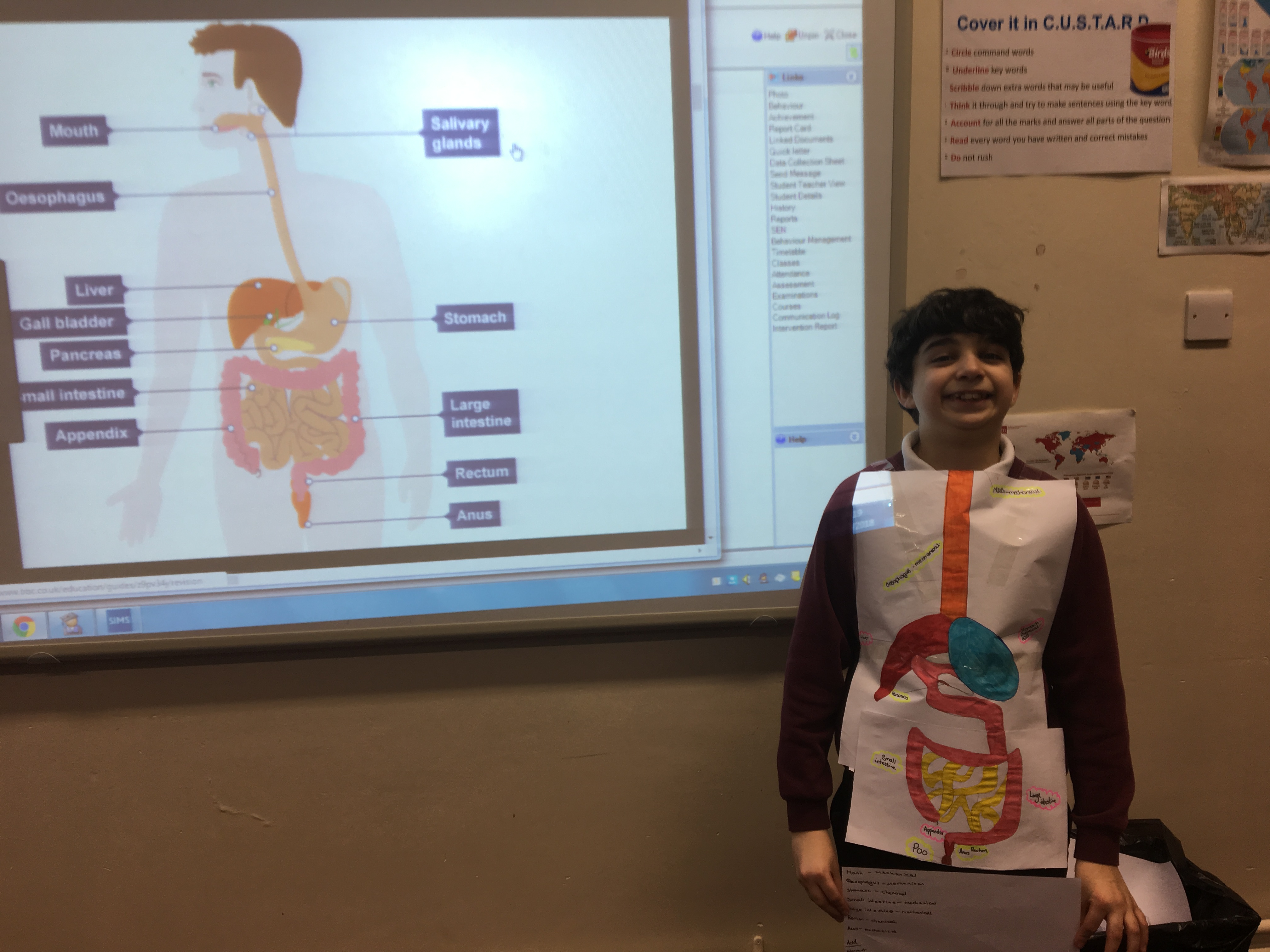 Digestive System Model For School