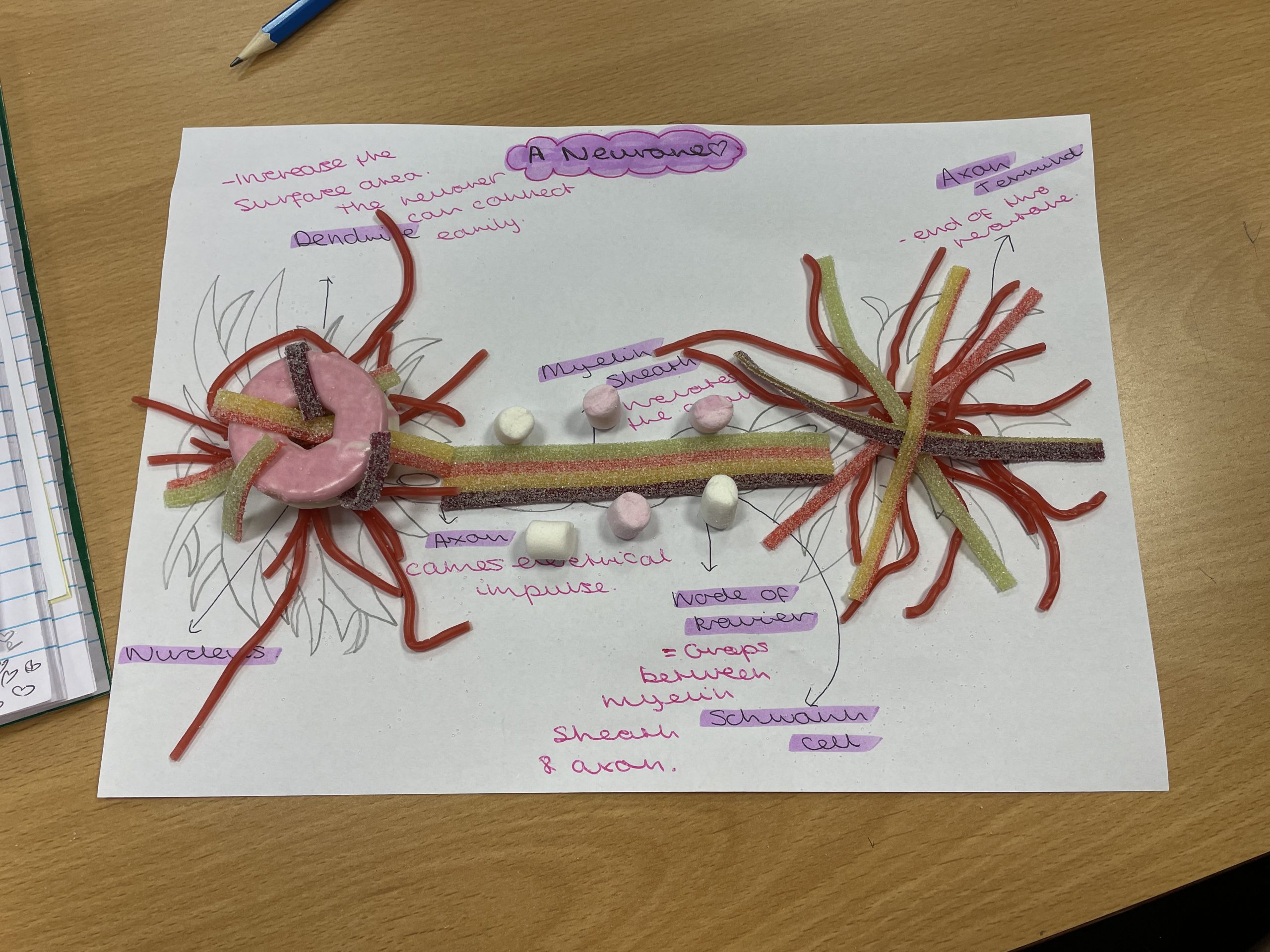 Learning about the nervous system with sweets! – Paulet High School ...